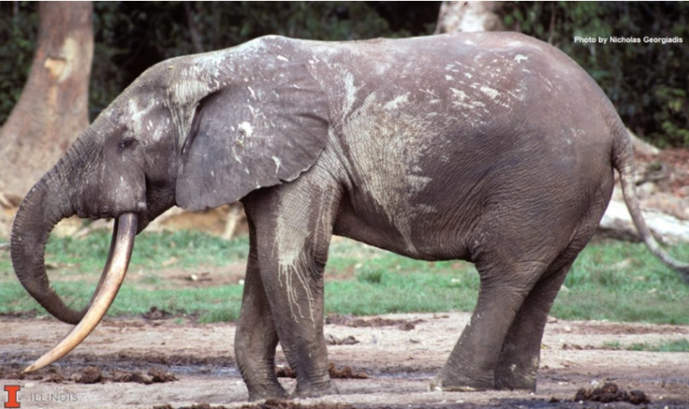 Un relitto portoghese del 1533 rivela come i colonialisti hanno ...